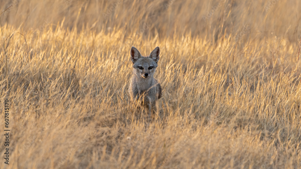 Bengal fox (Vulpes bengalensis), also known as the Indian fox Stock ...