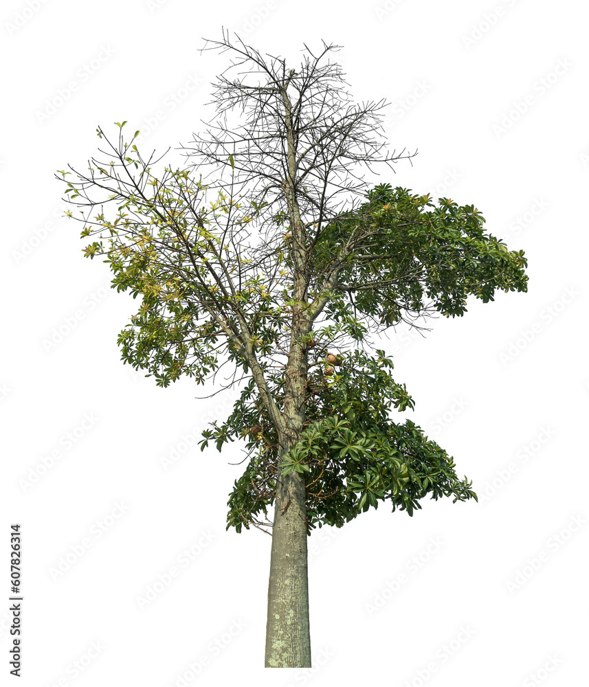 Green tree isolated on transparent background with clipping path and ...