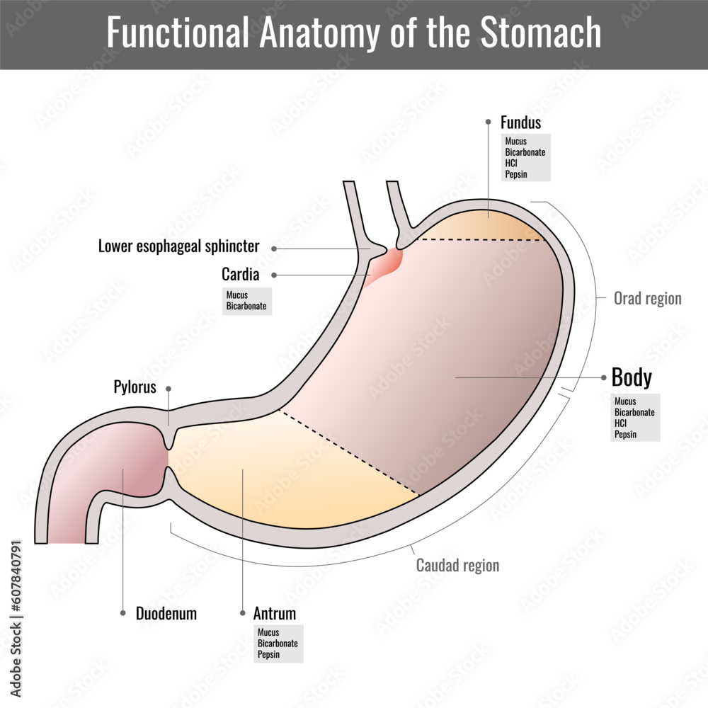 Functional anatomy of the human stomach, internal digestive organ ...