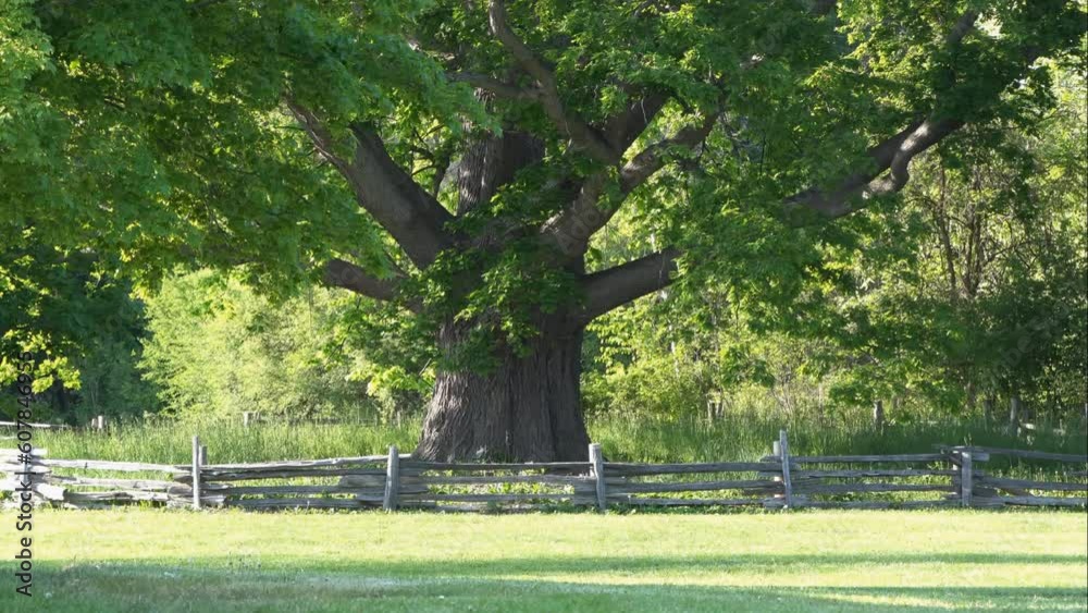 Heritage Oak Tree, also known as Great White Oak in Bronte Creek ...