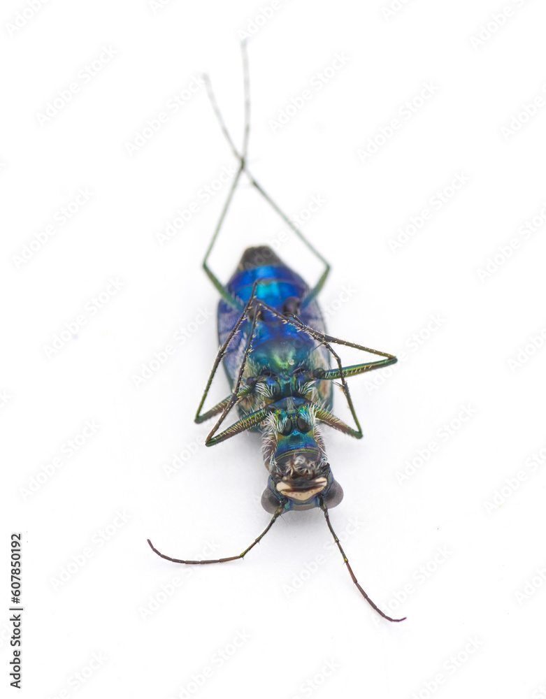 Cicindelidia punctulata - Punctured Tiger Beetle - a common beetle with ...