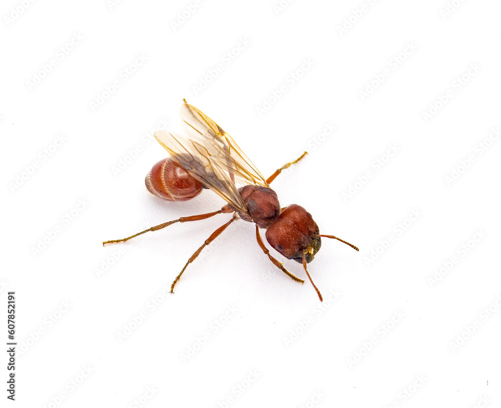 Flying ant isolated on white background. Pogonomyrmex badius, the ...