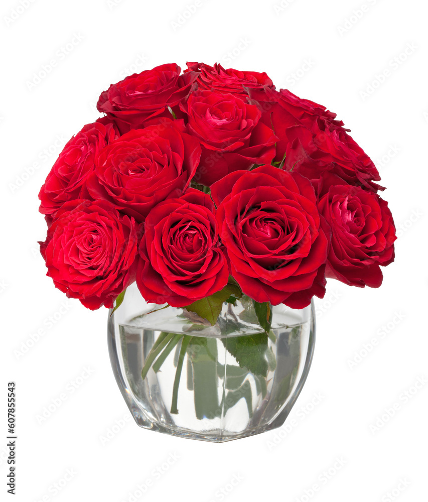 beautiful close-up red rose on transparent background. png file Stock ...