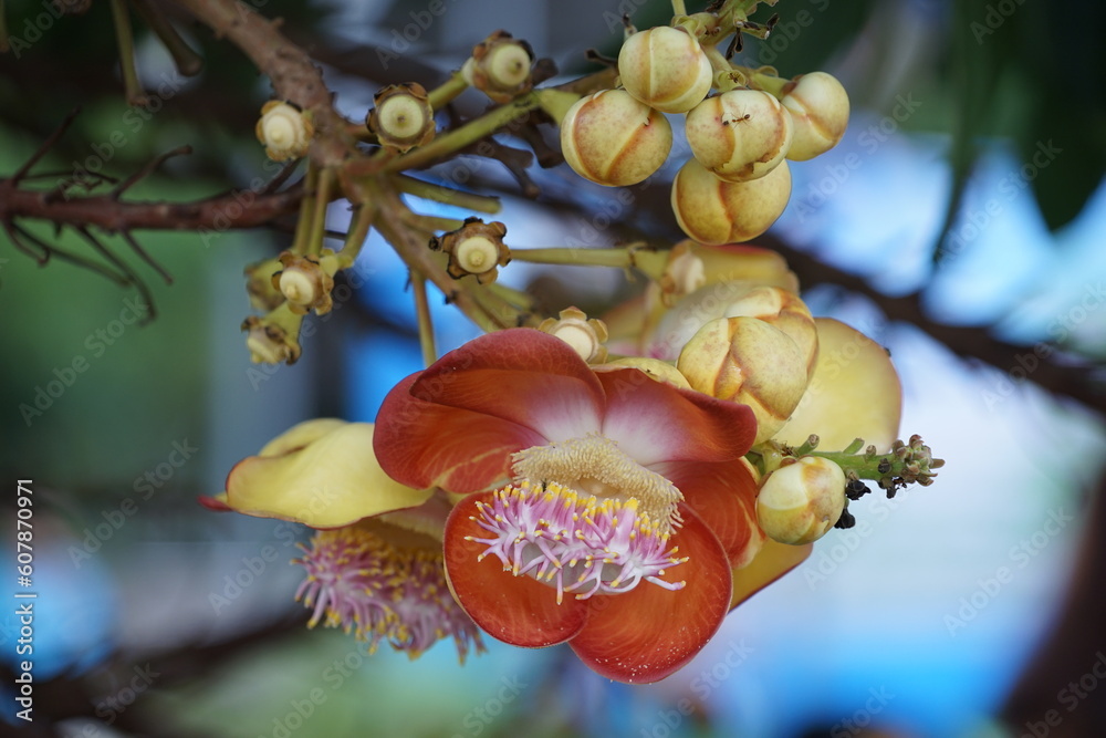 Sal tree or Shorea robusta was popularly planted in temples. Stock ...