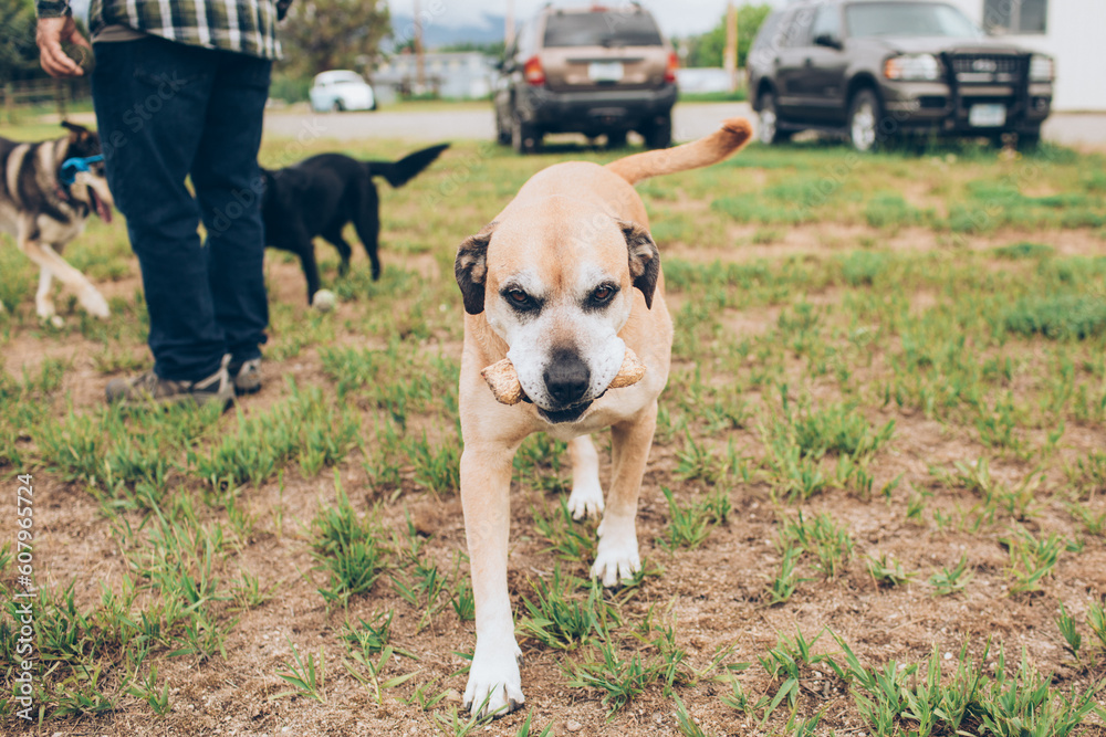 Person Throwing A Ball To Dog
