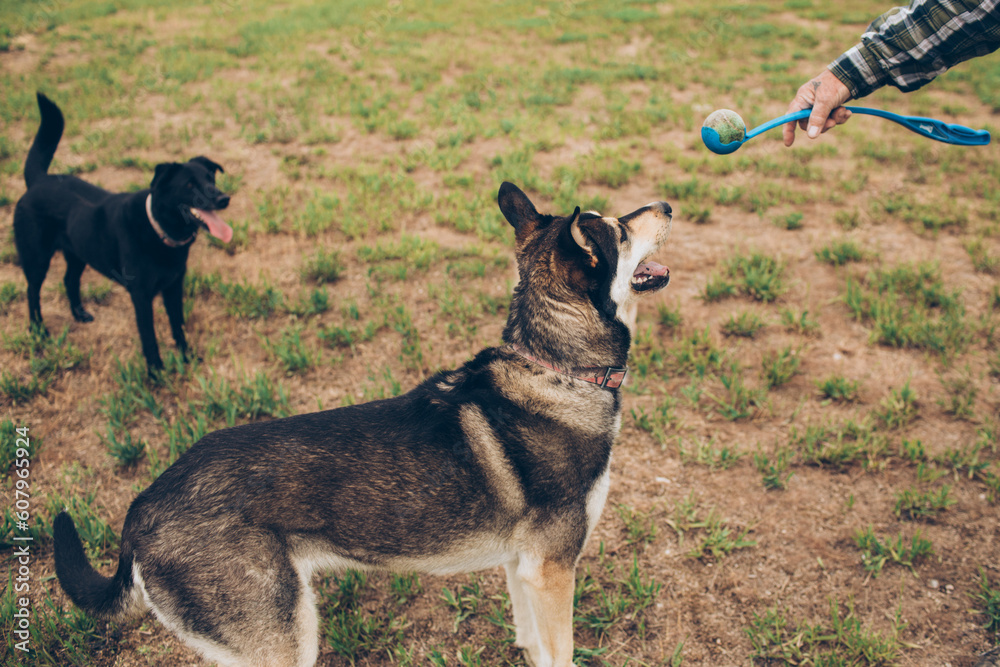 Person Throwing A Ball To Dog
