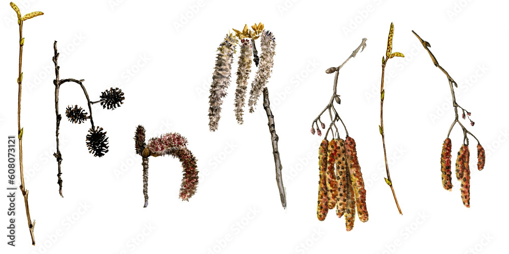 watercolor drawing spring branches of trees with catkins and cones ...