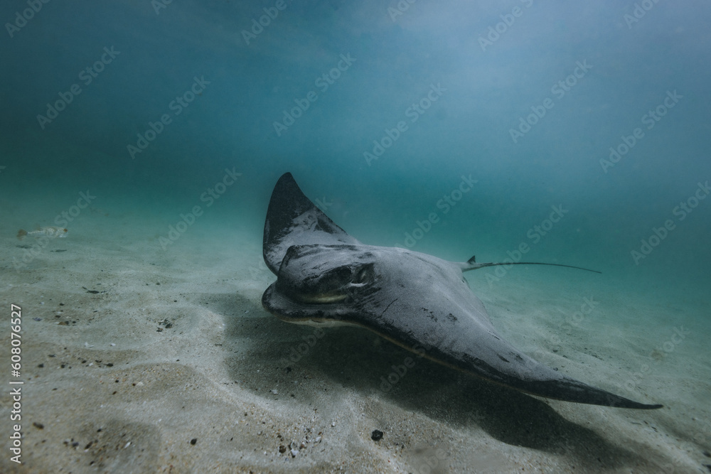 Bull Ray stingray swimming at the beach in Bendalong, NSW, Australia ...