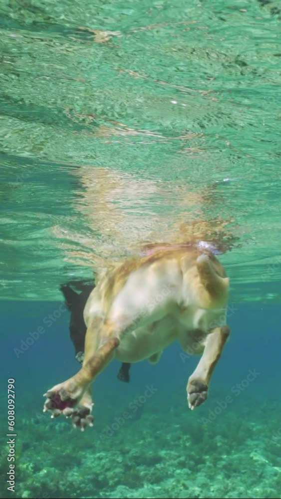 Vertical video, Red and black dogs swims on surface of the water over ...