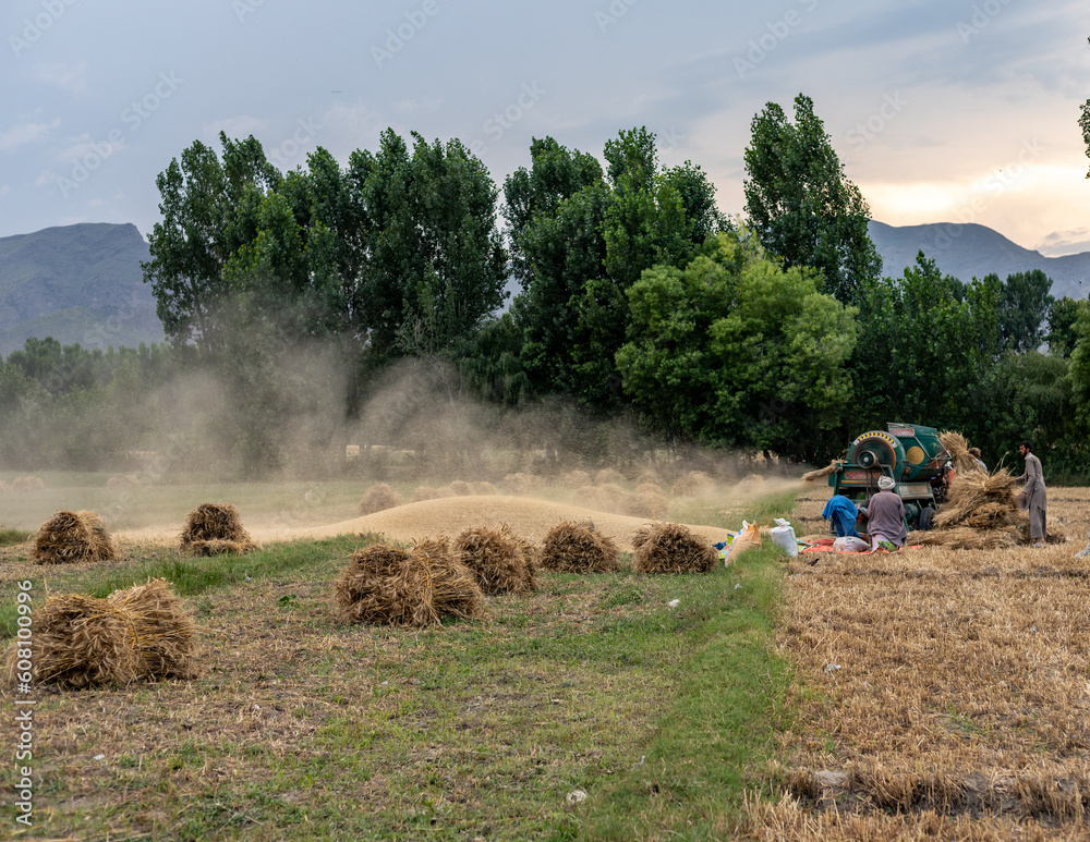 Swat, Pakistan - 24 May 2023: The thresher machine is working on the ...