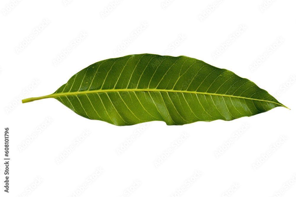 mango leaf arrangement flat lay style Stock Photo | Adobe Stock