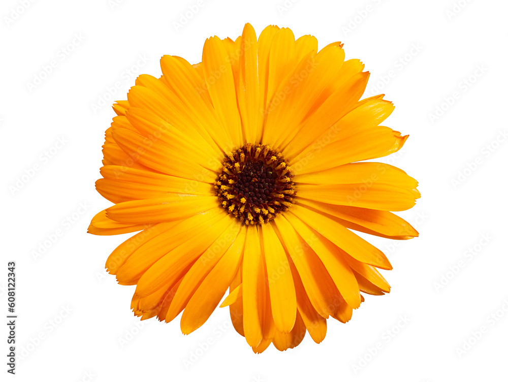 Top view of macro orange flower named osteospermum orange african daisy ...