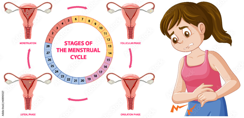 Infographic of stages of the menstrual cycle Stock Vector | Adobe Stock