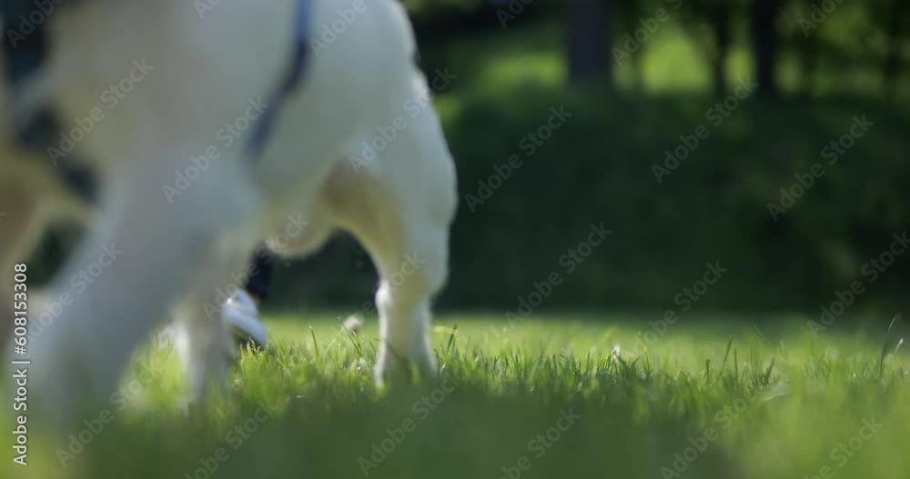 Walk the dog on the lawn. The dog runs on the green grass. On a leash ...