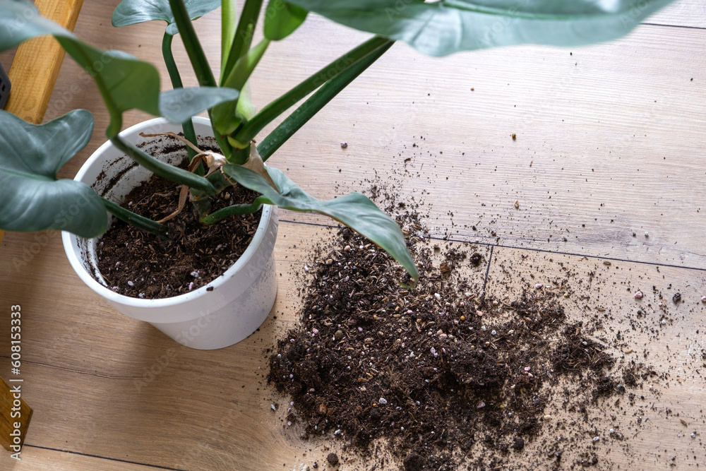 houseplant fell to the floor and the soil from the pot crumbled ...