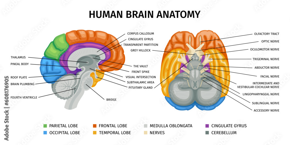 Human Brain Anatomy Infographics Stock Vector | Adobe Stock
