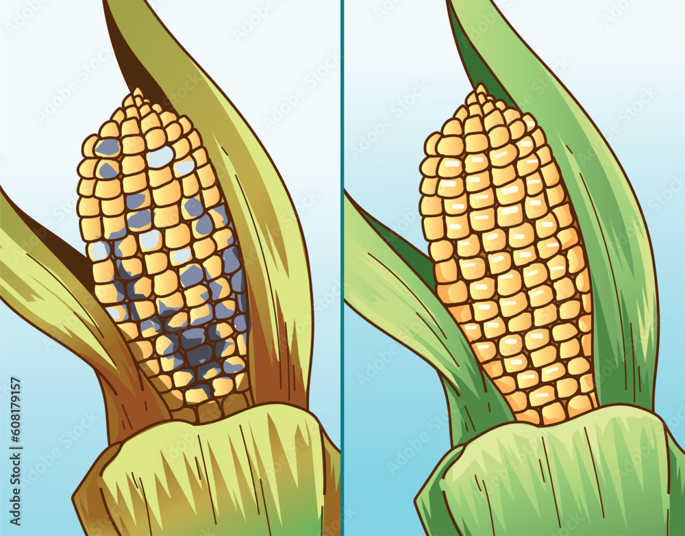 Vetor de Mold on the corn. Plant disease. Corn disease. Corn close-up ...