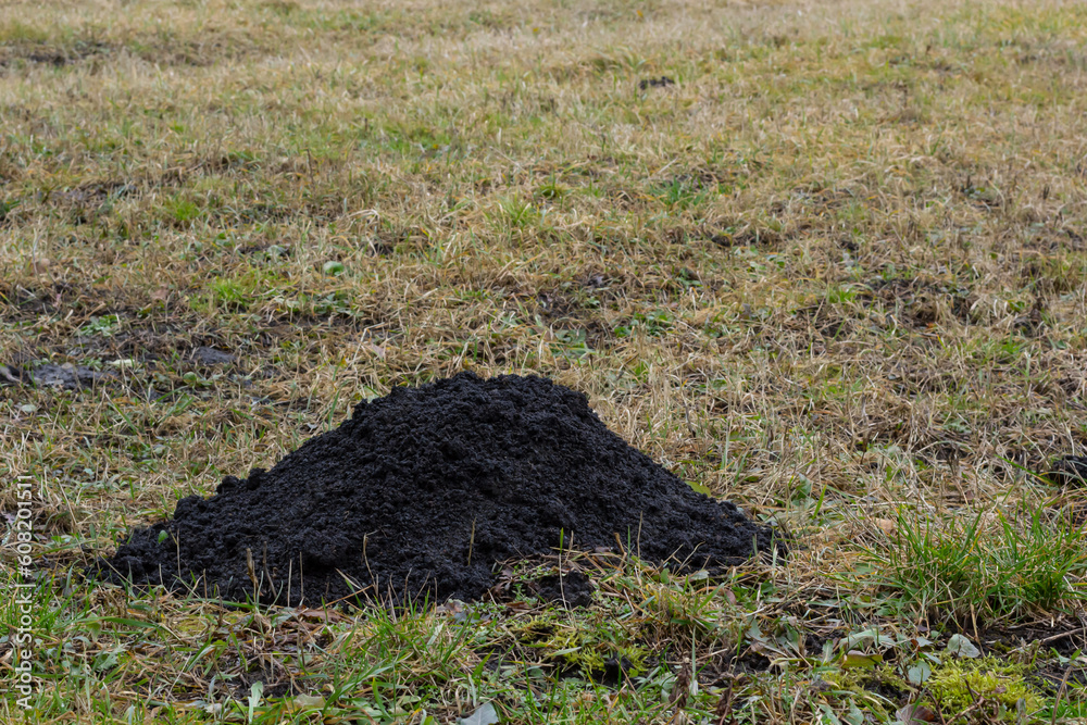 Molehills. Mole mounds. Mole hills. A meadow damaged by a group of ...