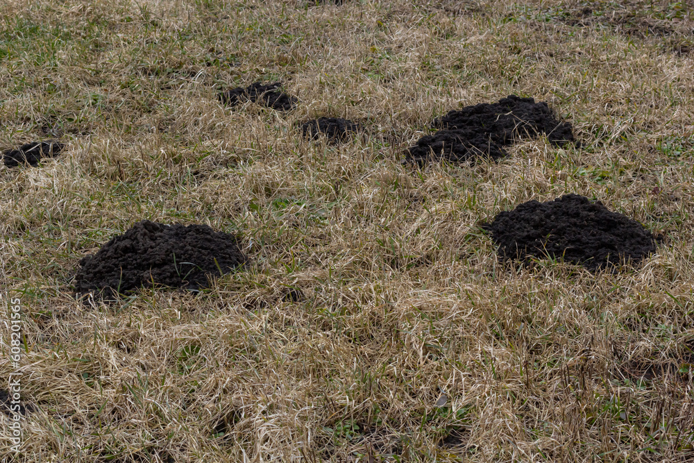 Molehills. Mole mounds. Mole hills. A meadow damaged by a group of ...