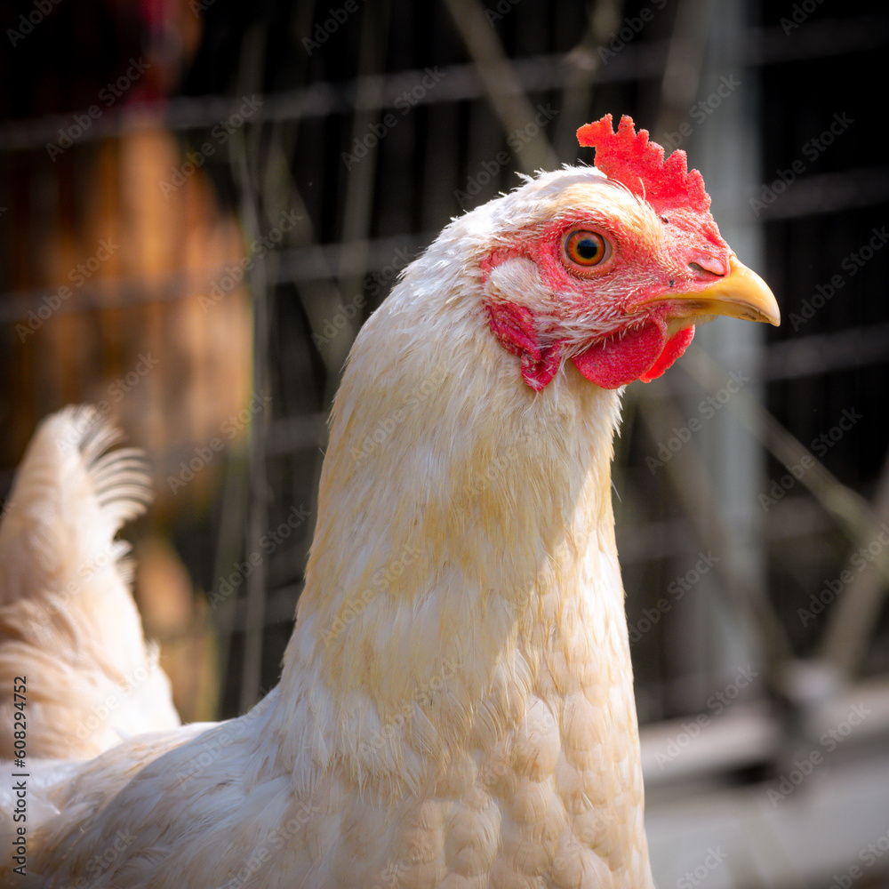 White Leghorn chicken in a barnyard. White Leghorns are the most ...