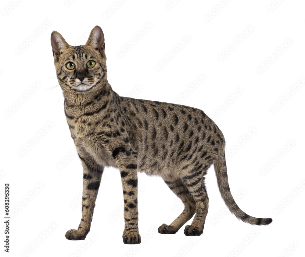 Savannah F4 cat with loads of serval resemblance, standing up side ways ...