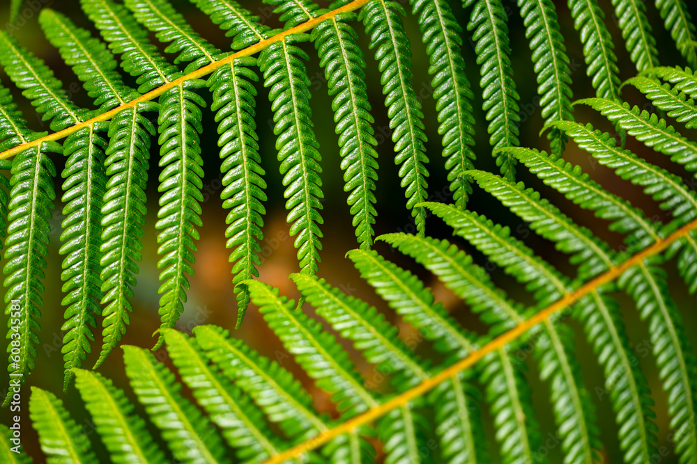 2 parallel contrarotating bright green fern fronds with perfect regular ...