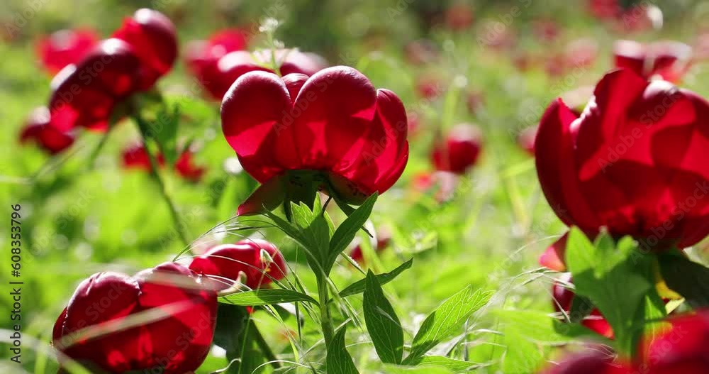 Wild peony (Paeonia peregrina romanica) in a grass field nearby the ...