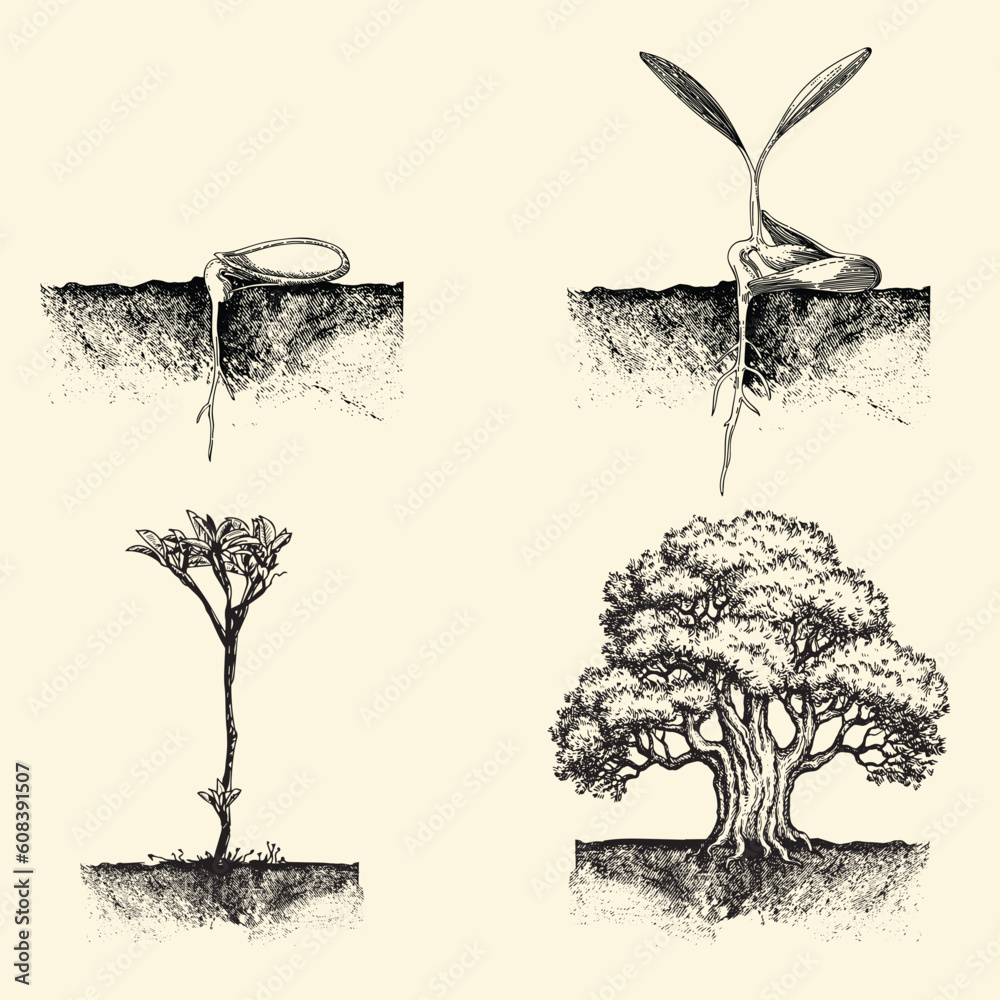 Tree Seed Drawing