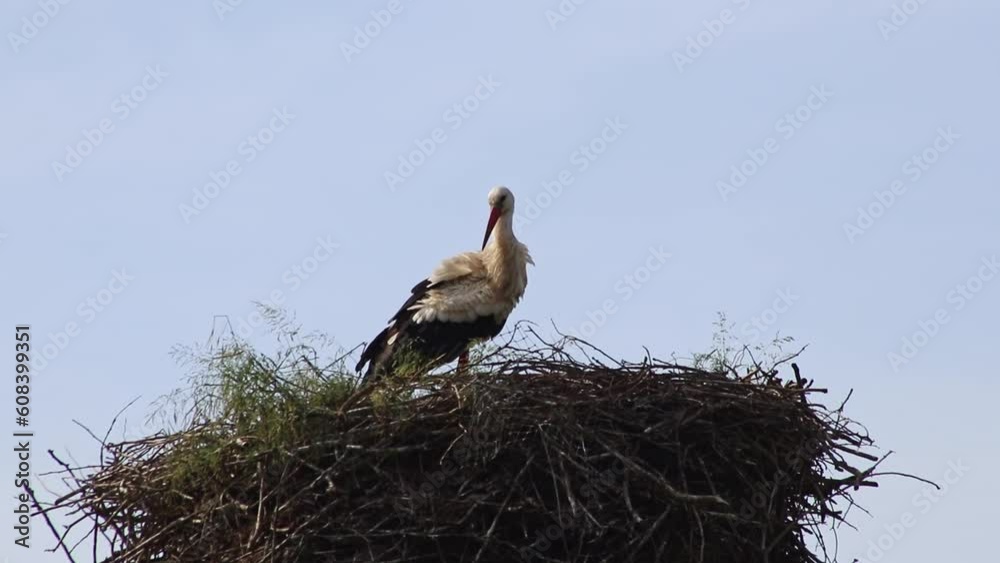 White stork nesting in big stork nest with young stork hatching and ...