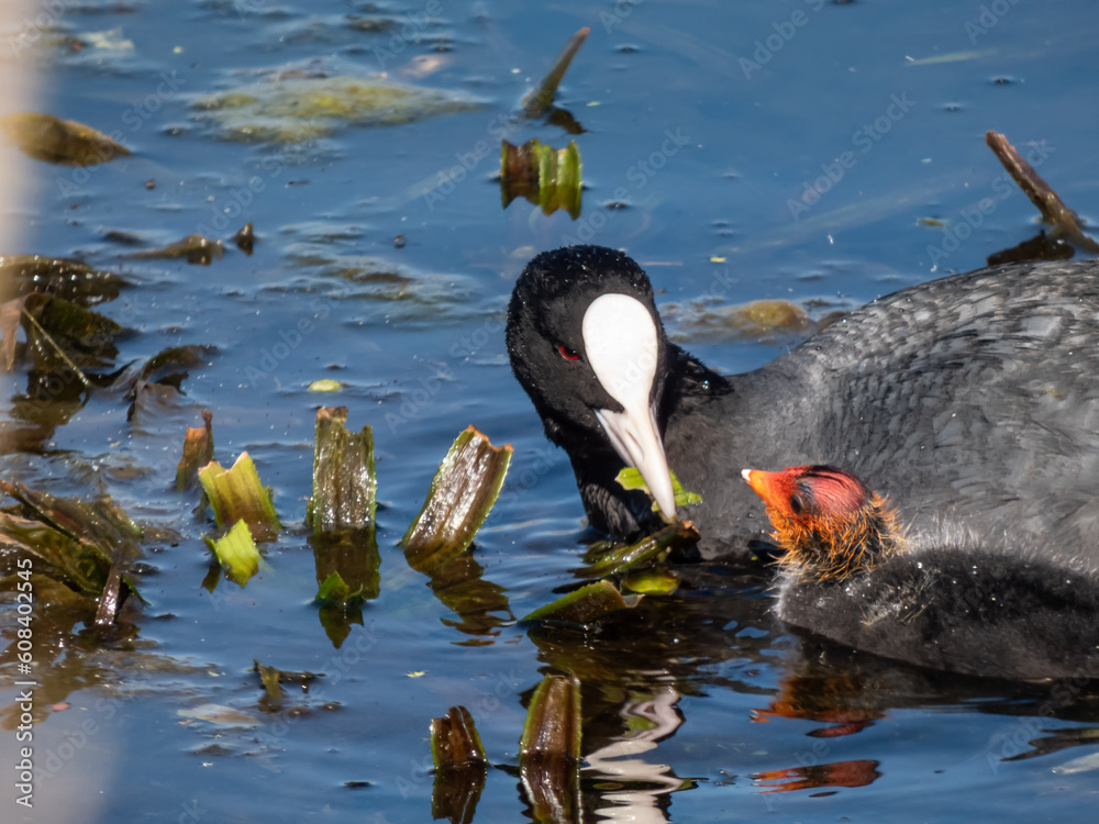 The Eurasian coot or common coot (Fulica atra) with black body and ...