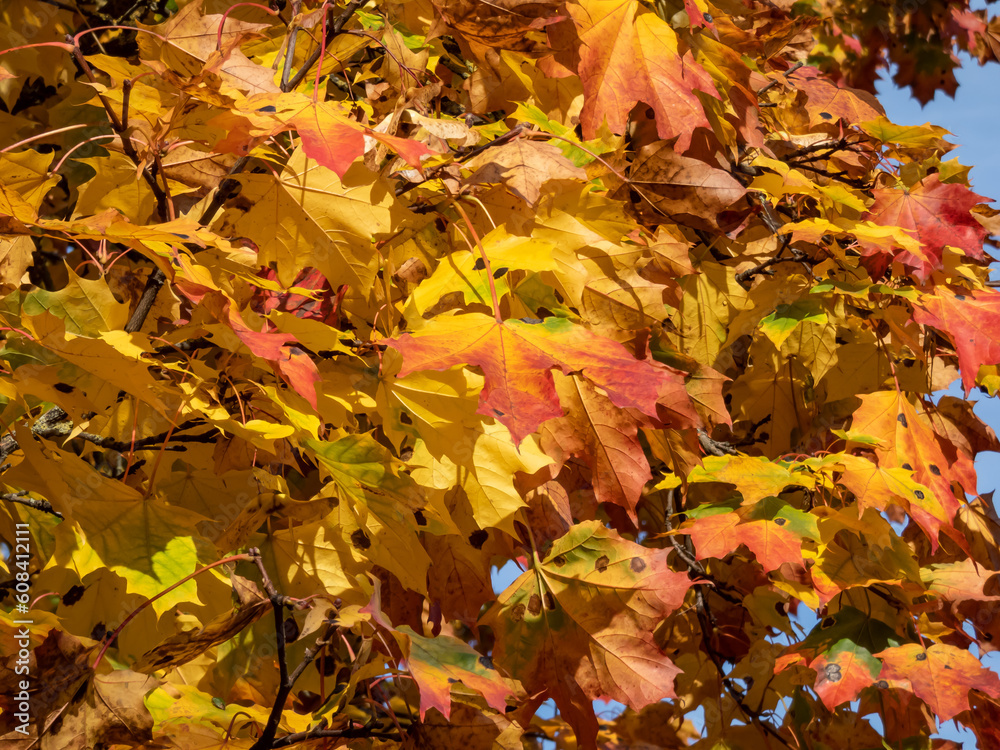 View of branches of big maple tree full with leaves changing colours ...