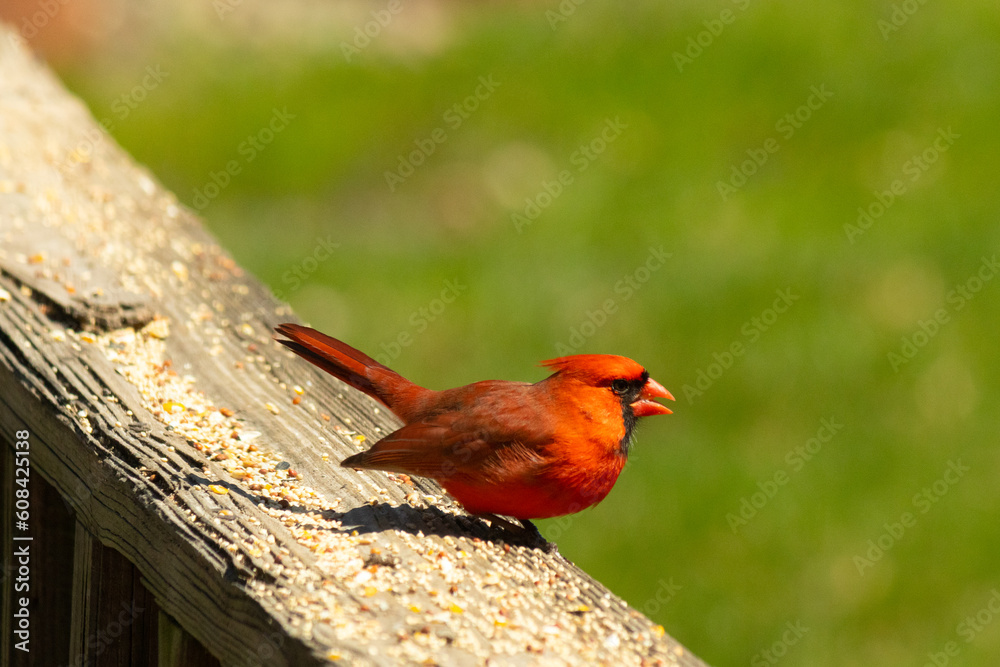This pretty red male cardinal was sitting on the railing of my deck the ...