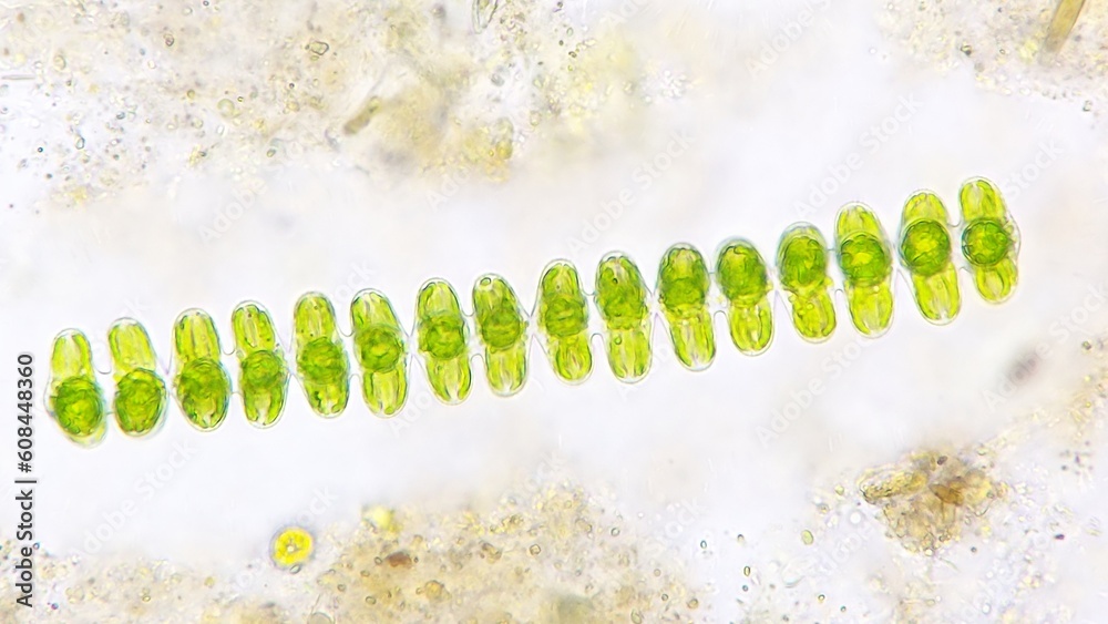 Spondylosium javanicum, a species of filamentous green algae that ...