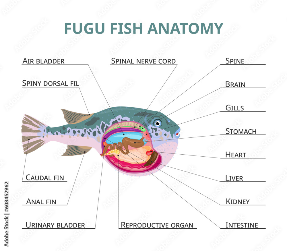 Fugu fish anatomy, vector illustration Stock Vector | Adobe Stock