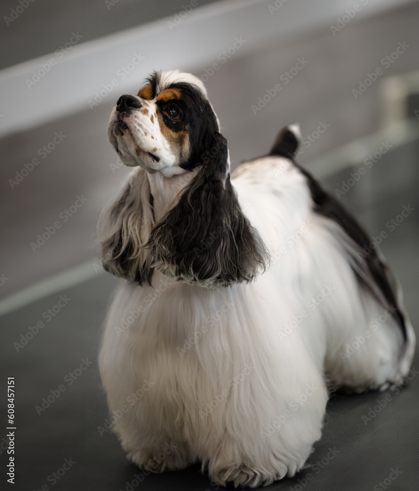 Cocker Spaniel Black White And Brown