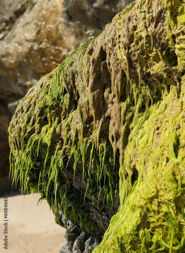 spirogyra green wet algae on Half Moon Bay rocks, green moss growing on ...
