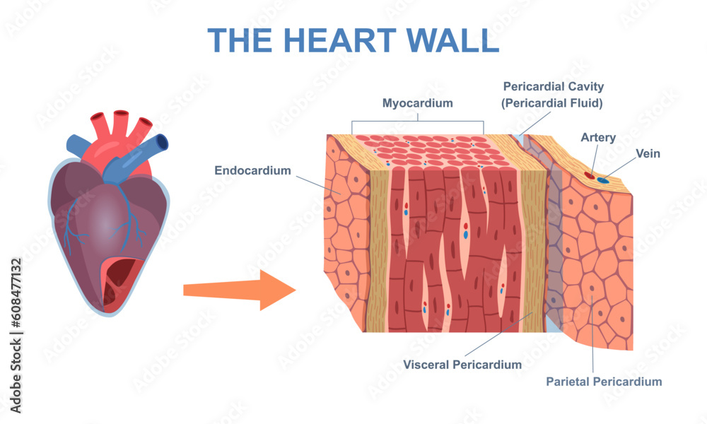 Wall heart structure. Human organ anatomy diagram. Medical cardiology ...