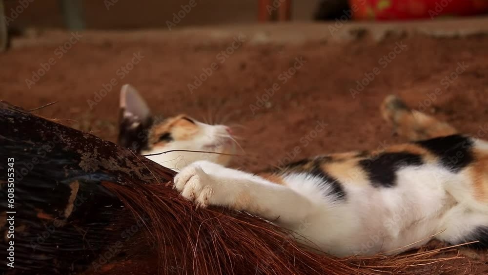 Overhead view of a hilarious calico cat chewing on a palm leaf with a ...