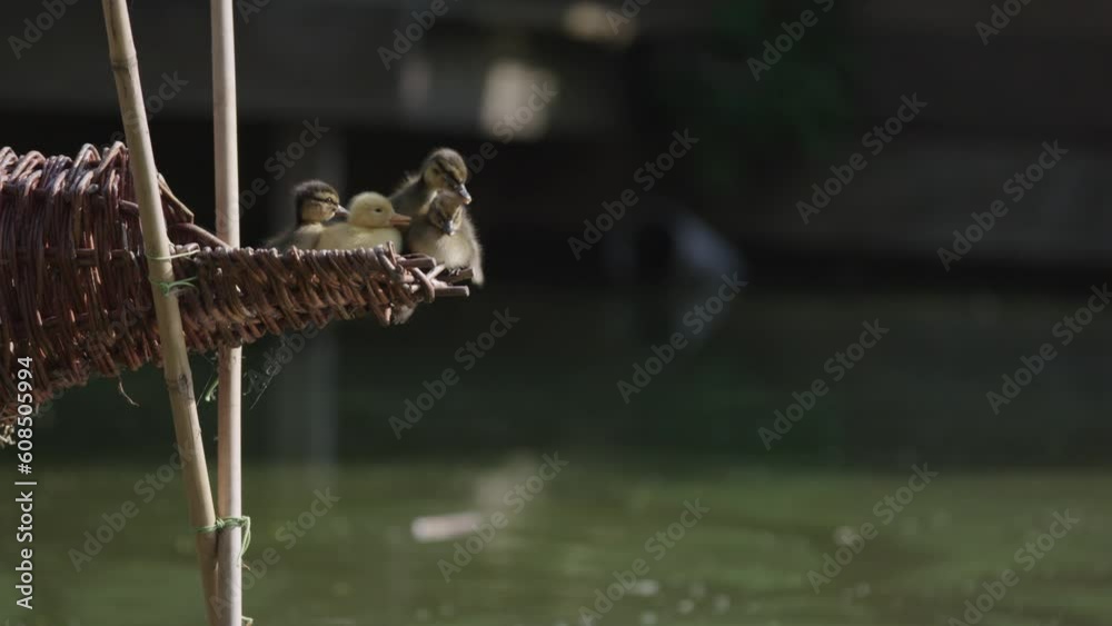 Brave newborn duckling gathers courage to leap from duck hive into ...