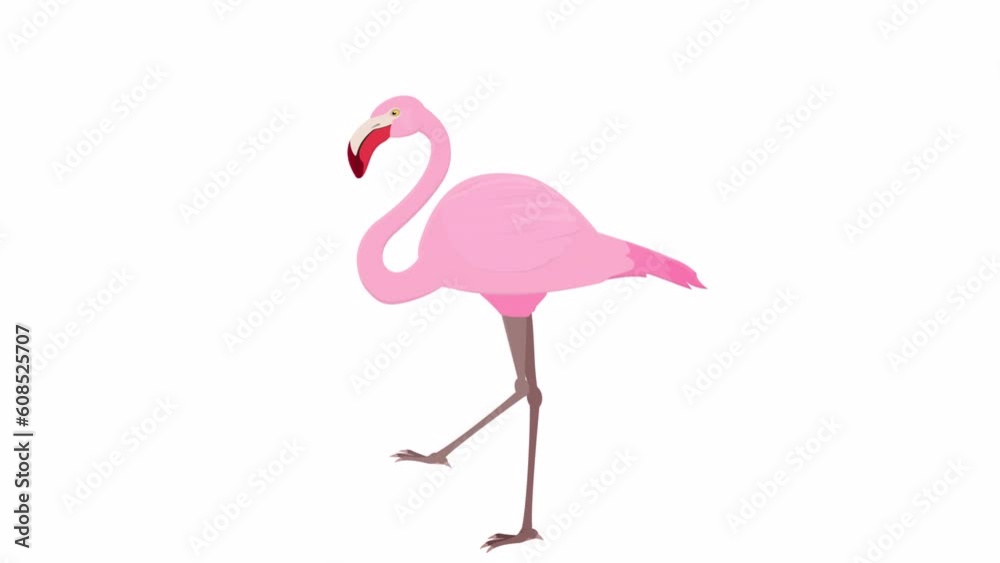 Flamingo. Animation of the pink flamingo bird, alpha channel. Cartoon ...