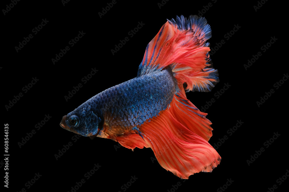 Blue Betta Fish Scales