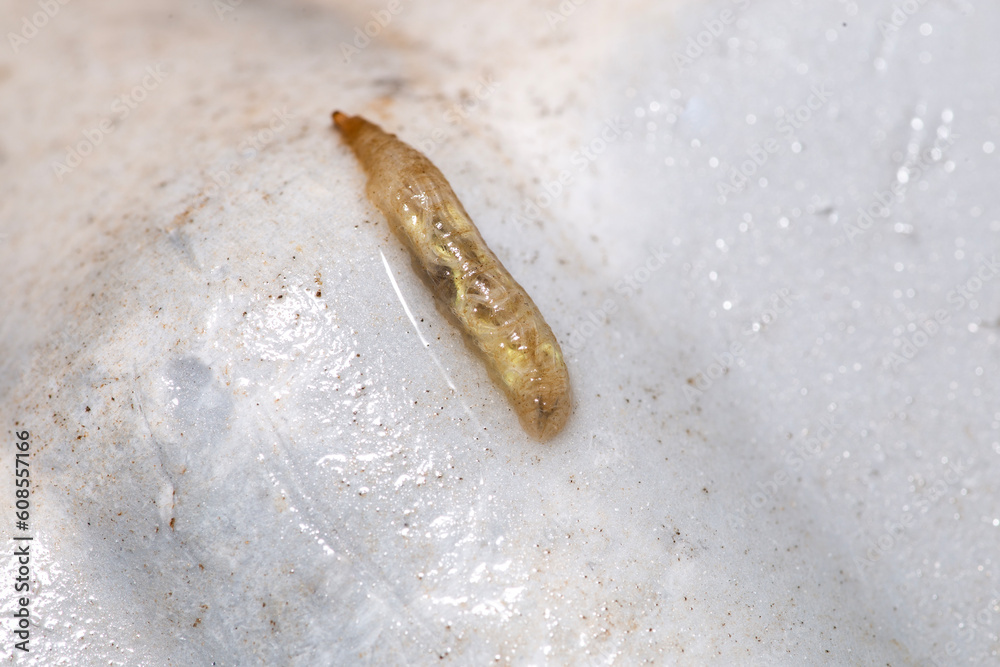 slimy worm outdoors in the garden, with visible organs and transparent ...