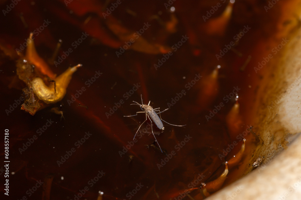 selective-focus on a mosquito in a pool of dirty water with worms and ...