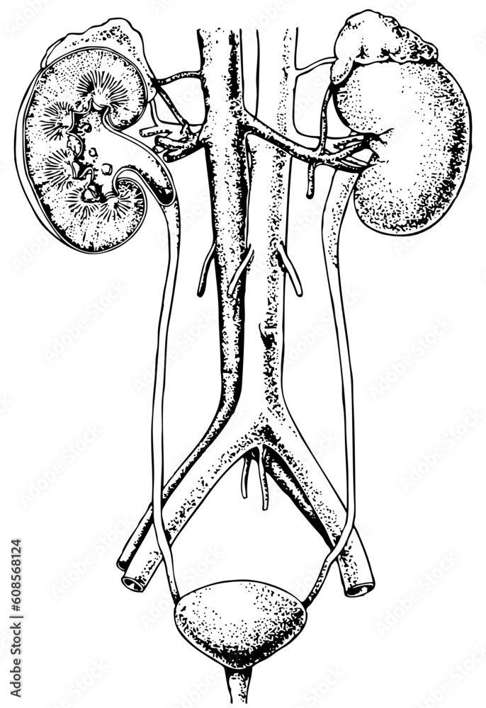 Human urinary system isolated on white background Stock Vector | Adobe ...