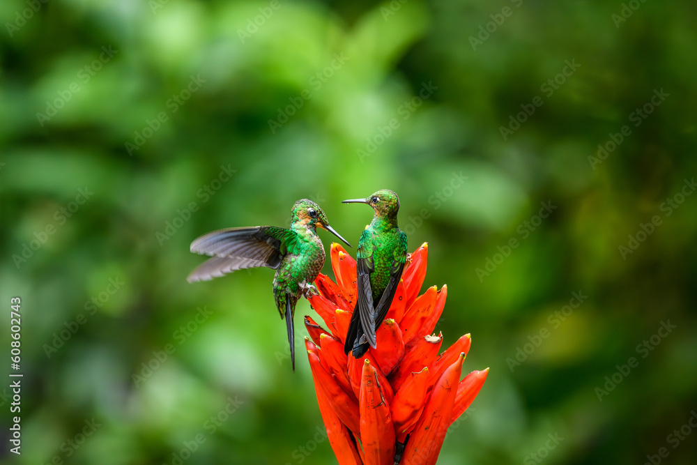 Green Hermit, Phaethornis guy, rare hummingbird from Costa Rica, green ...