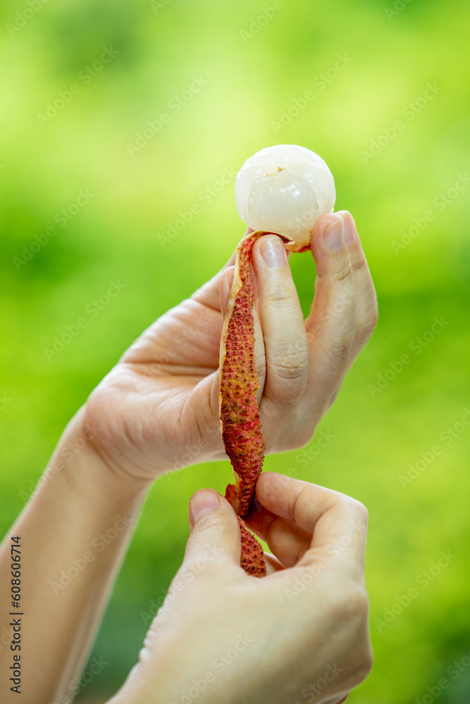 Hand holding Lychee Fruite in green nature backgrounf , hand peeling ...
