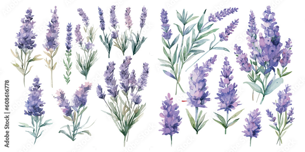 watercolor lavender clipart for graphic resources Stock Vector | Adobe ...