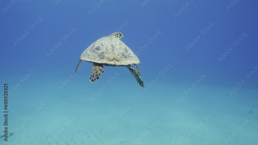 Back view of Sea Turtle swim in the blue Ocean, Slow motion. Hawksbill ...