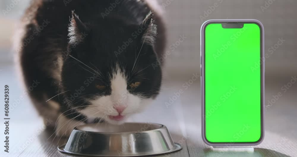 Close up, cat eating next to phone green screen. Copy space for ...
