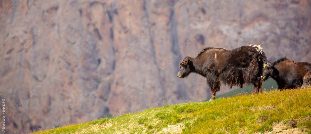 A herd of yaks graze in the mountains. Himalayan big yak in a beautiful ...